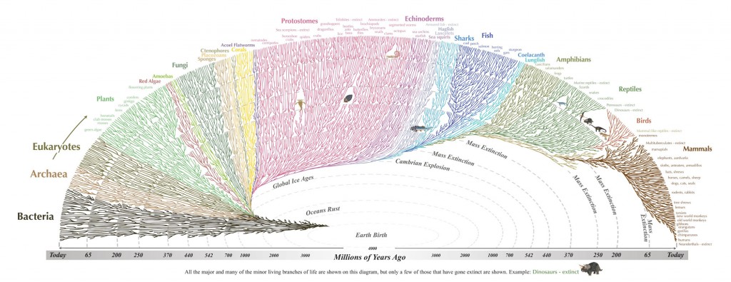 Progressive Creation = Evolutionary Creation | The Hump of the Camel
